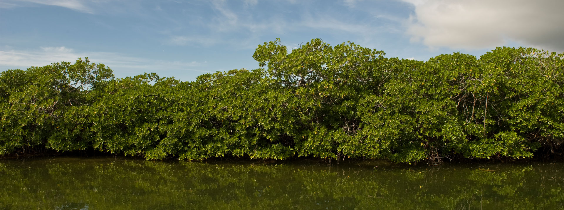 Belize Mangrove Alliance - Belize Mangrove Alliance