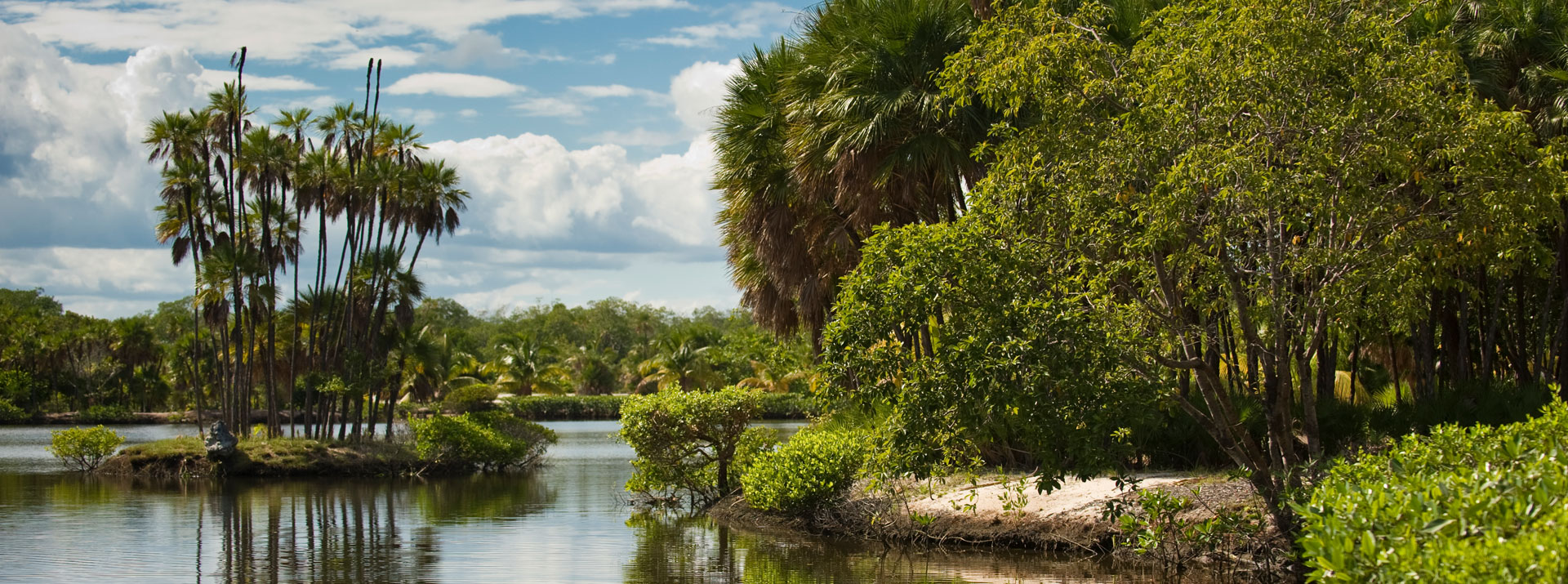 Belize Mangrove Alliance - Belize Mangrove Alliance