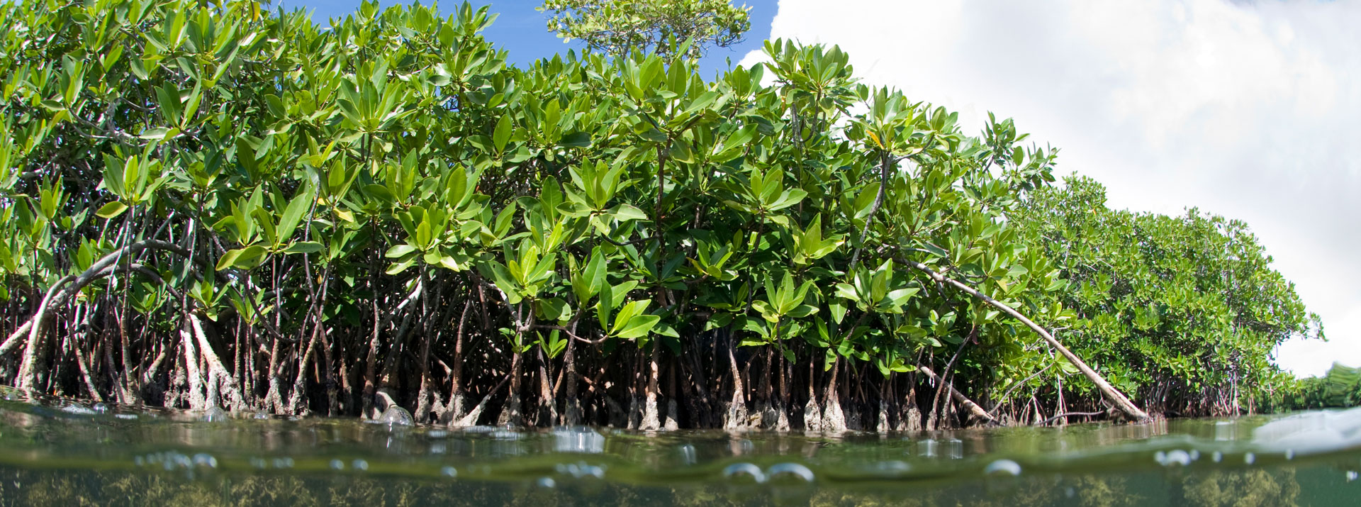 Belize Mangrove Alliance - Belize Mangrove Alliance